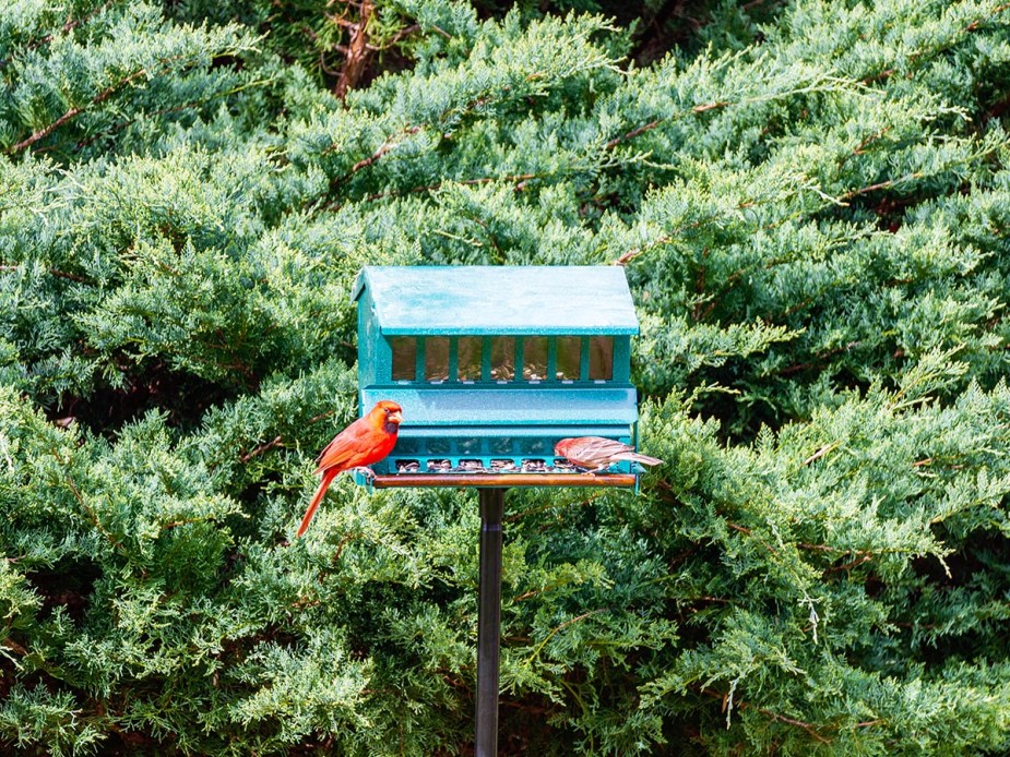 The 10 Best Bird Feeders for Cardinals, Tested