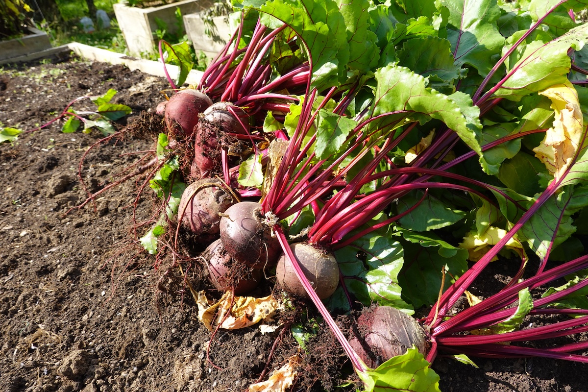 The 10 Best Vegetables to Grow for Winter Storage - Bob Vila
