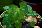How to Grow Catnip at Home—and Why You Should