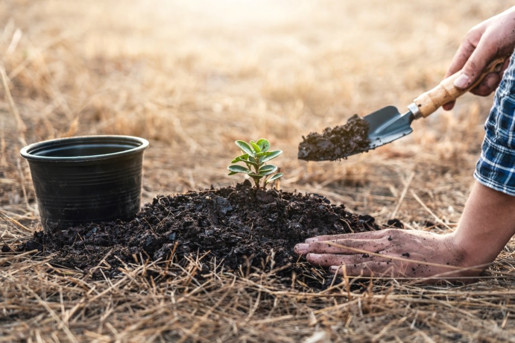 Yes, It’s Possible to Grow a Thriving Garden With Sandy Soil