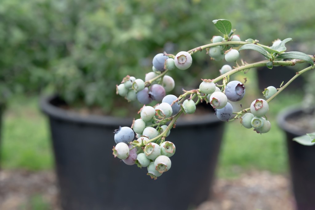 How to Grow Blueberries in Your Home Landscape