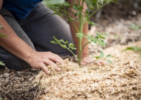 Yes, It’s Possible to Grow a Thriving Garden With Sandy Soil