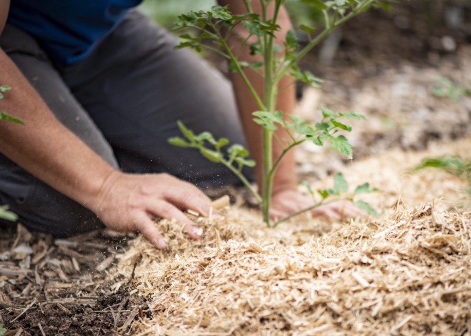 Yes, It’s Possible to Grow a Thriving Garden With Sandy Soil