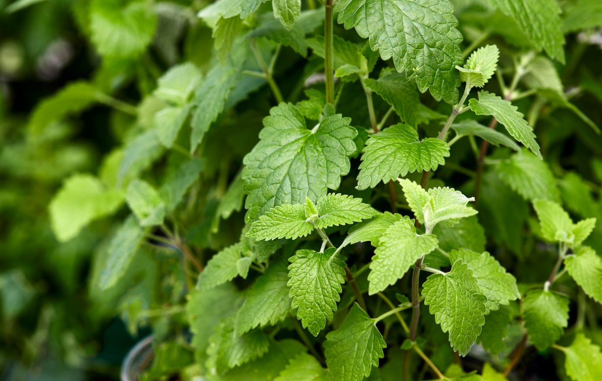 How to Grow Catnip at Home—and Why You Should