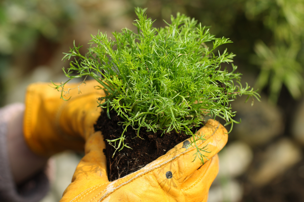 Important Things to Know About Chamomile Lawns - Bob Vila