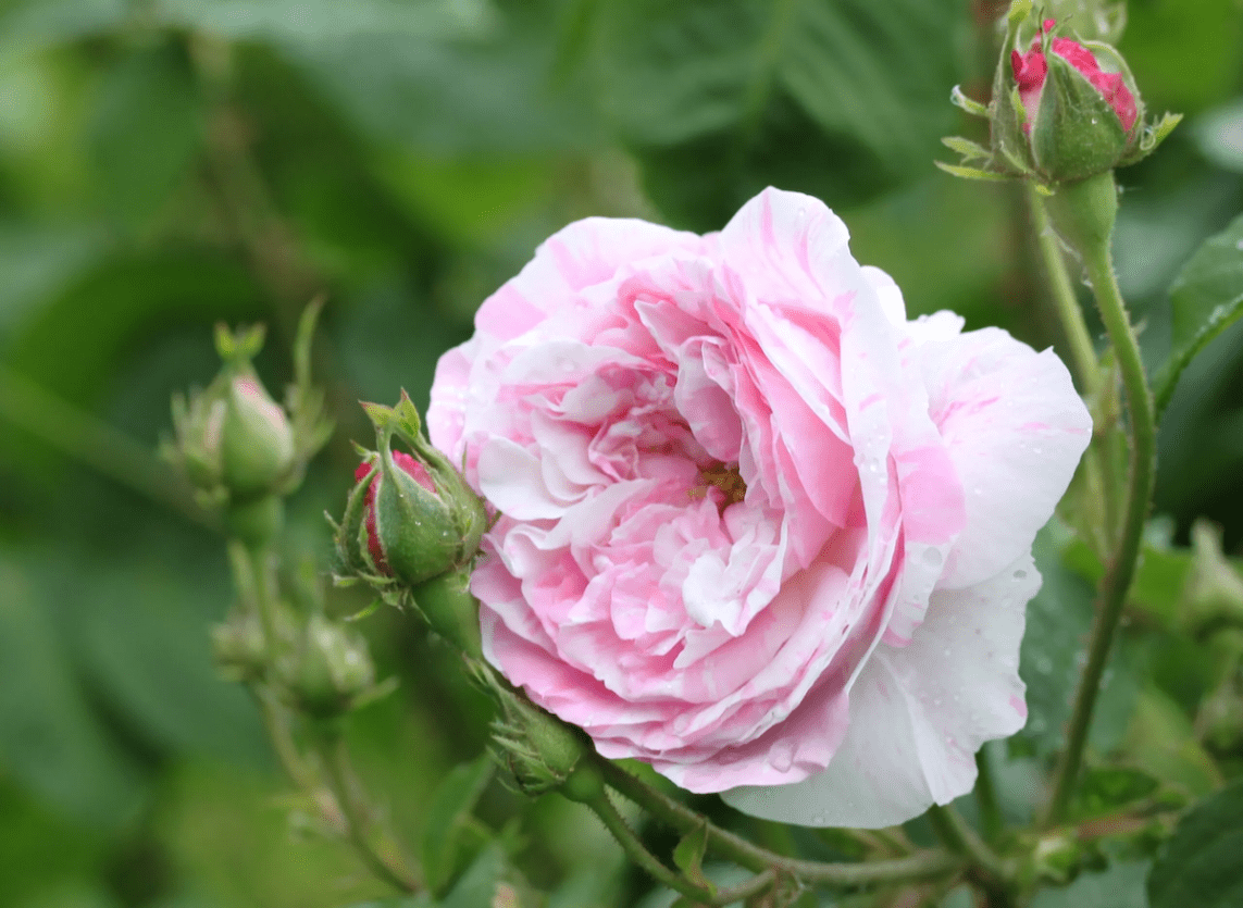 Types of Roses to Consider Planting in Your Home Landscape