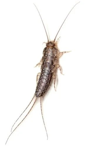 How to Get Rid of Silverfish - Bob Vila