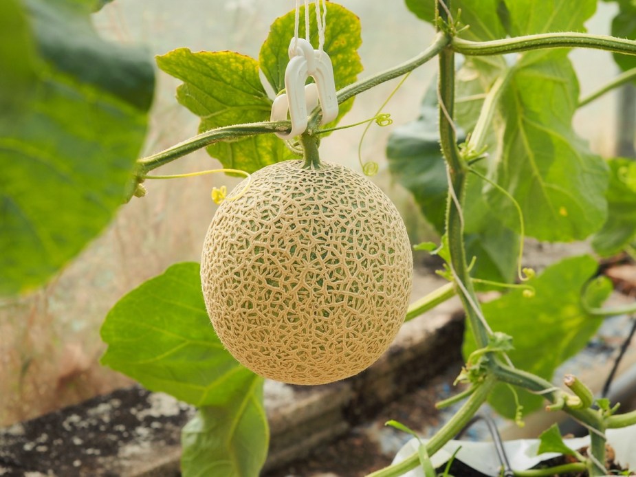 How To Grow Cantaloupe—or Muskmelon—at Home