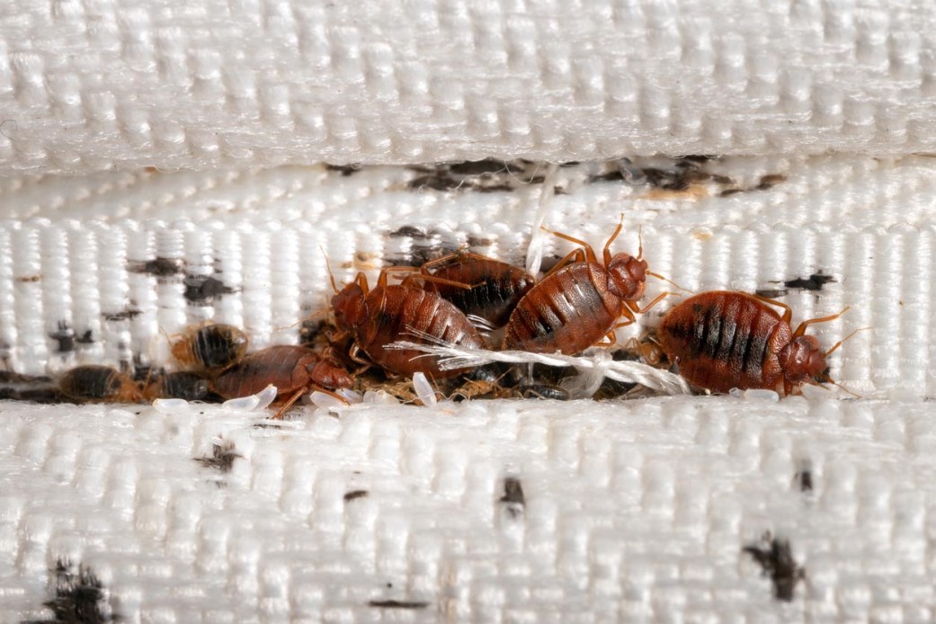 5 Bugs That Leave Brown Stains On the Walls—And What to Do About Them