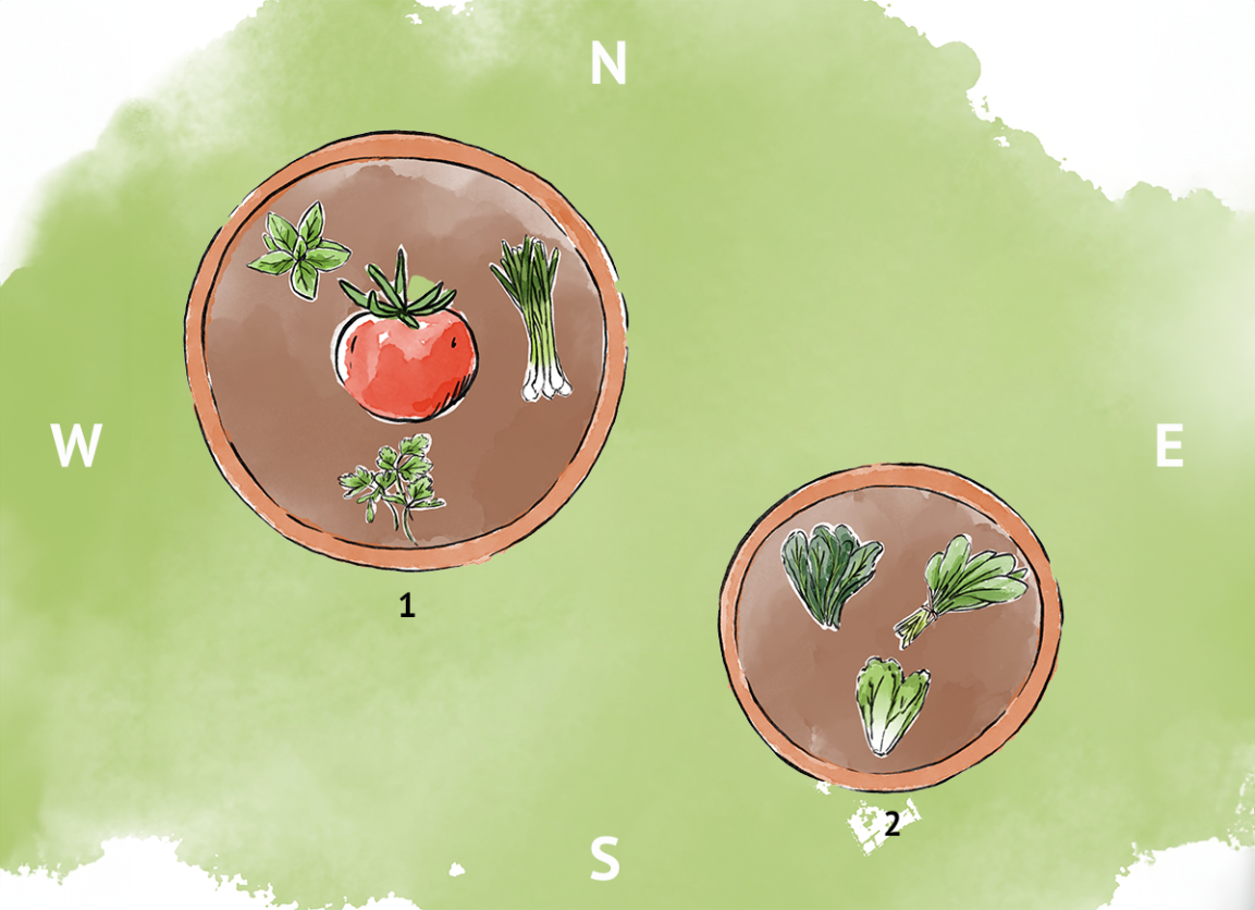 How to Lay Out a Vegetable Garden for the Best Possible Harvest