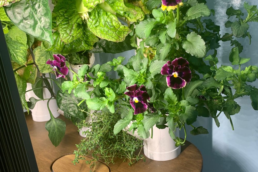 Gardyn Home Kit 3.0: Tested (2024 Review)