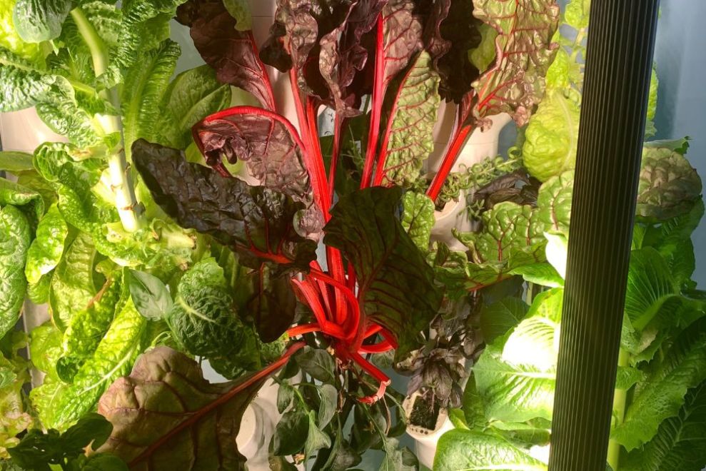 Gardyn Home Kit 3.0 | Our Review After 6 Months of Testing