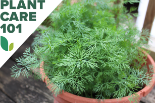 How to Grow Dill Successfully in Your Home Garden