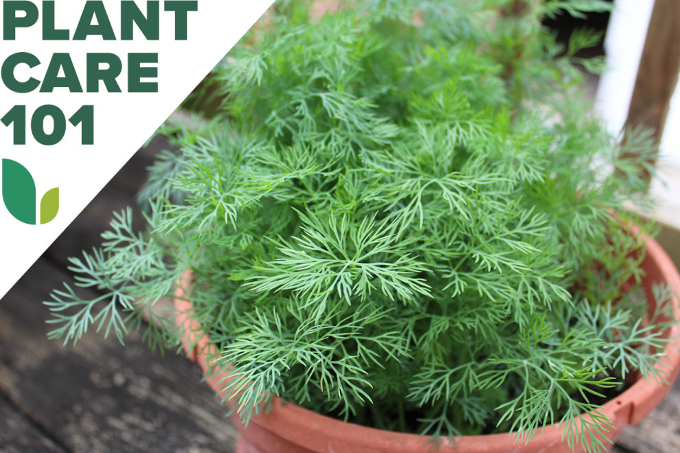 How to Grow Dill Successfully in Your Home Garden