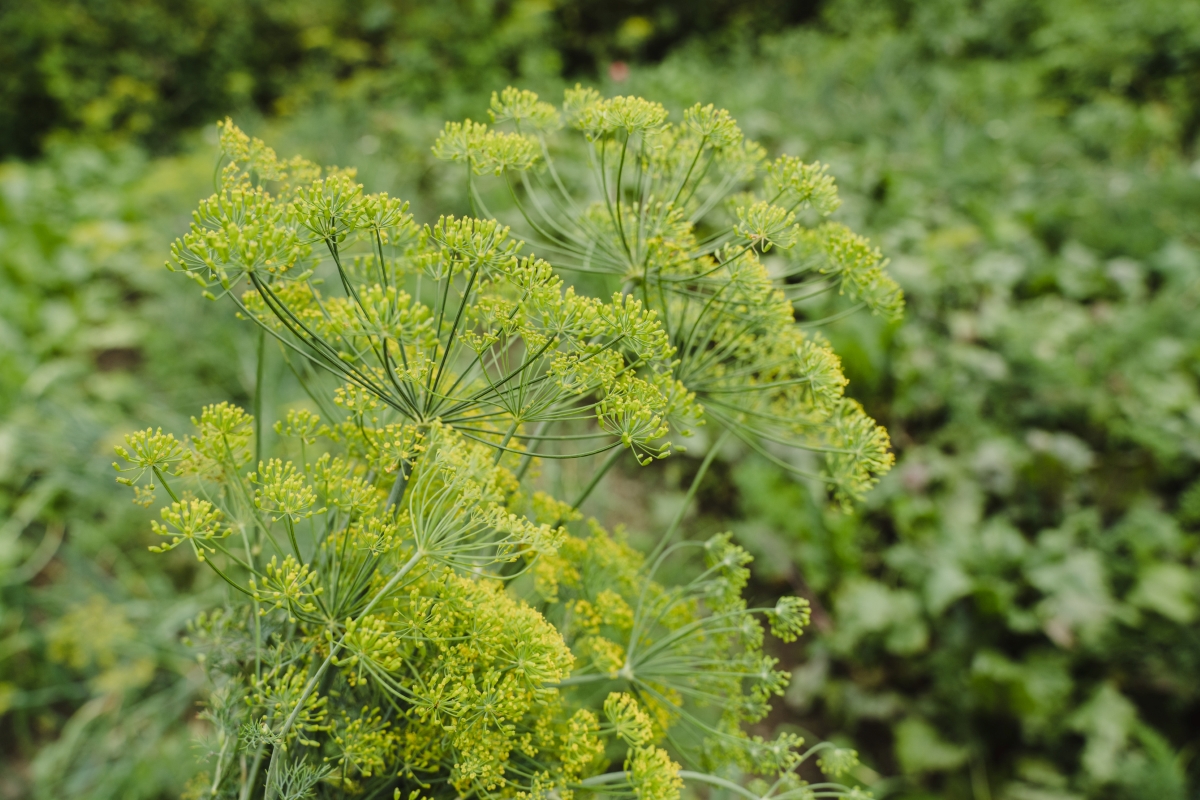 How to Grow Dill Successfully in Your Home Garden
