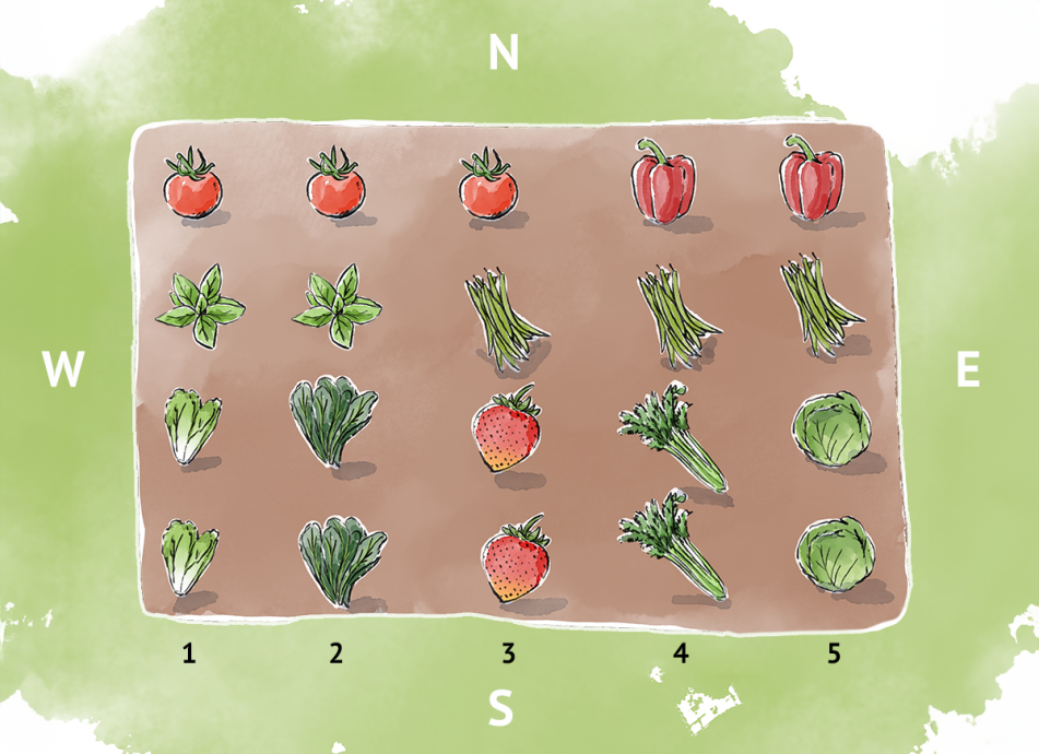 How to Lay Out a Vegetable Garden for the Best Possible Harvest