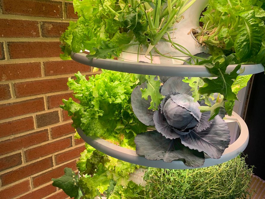 Our Review: The Lettuce Grow Farmstand Hydroponic System