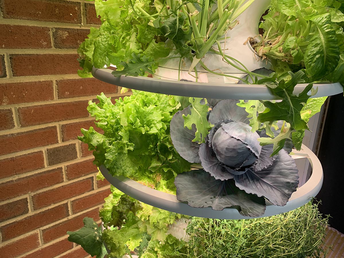 2024 Review: The Lettuce Grow Farmstand Hydroponic System