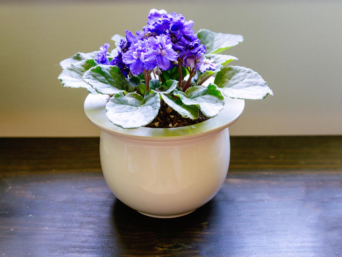 The Best Self-Watering Planters, Tested by Gardening Experts