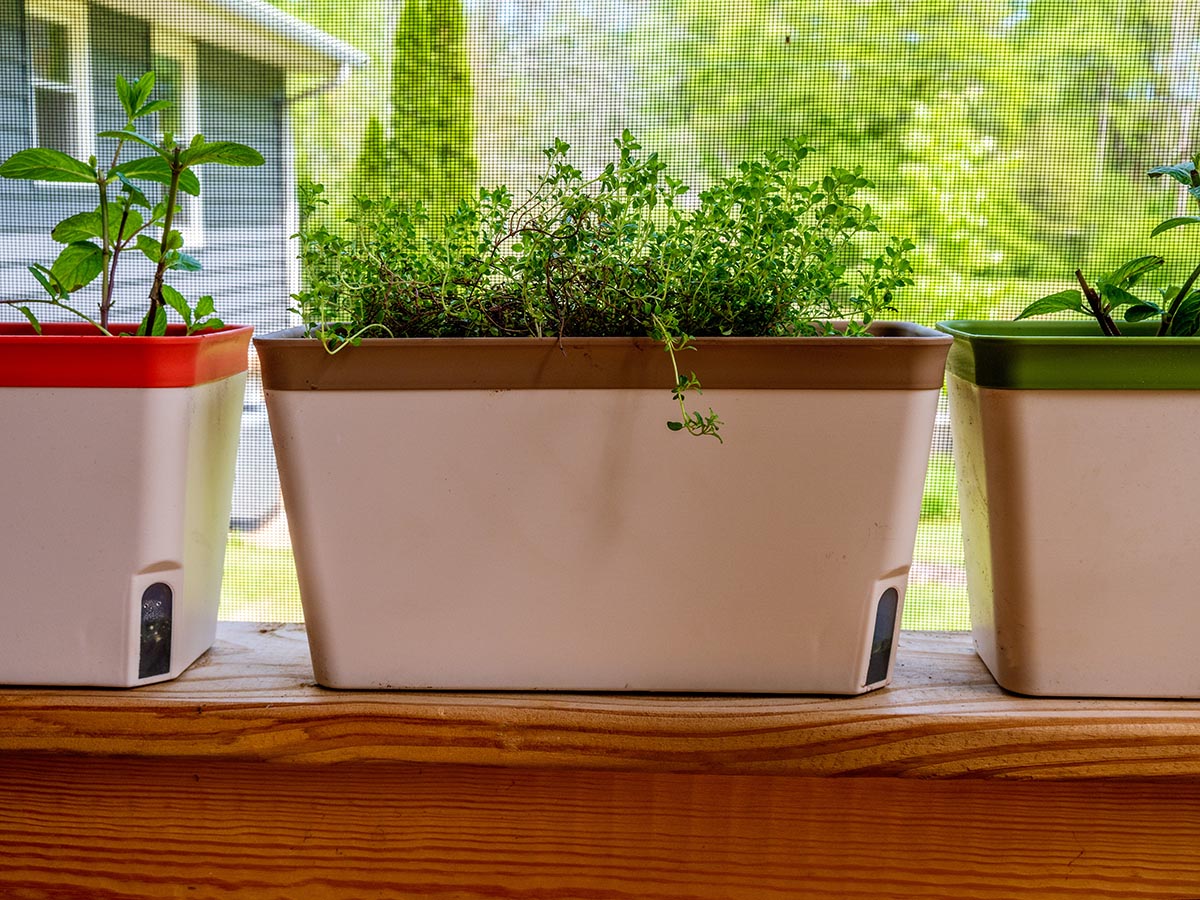 The Best Self-Watering Planters, Tested