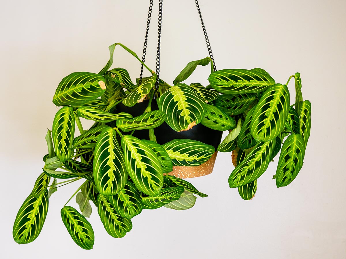 The Best Self-Watering Planters, Tested by Gardening Experts
