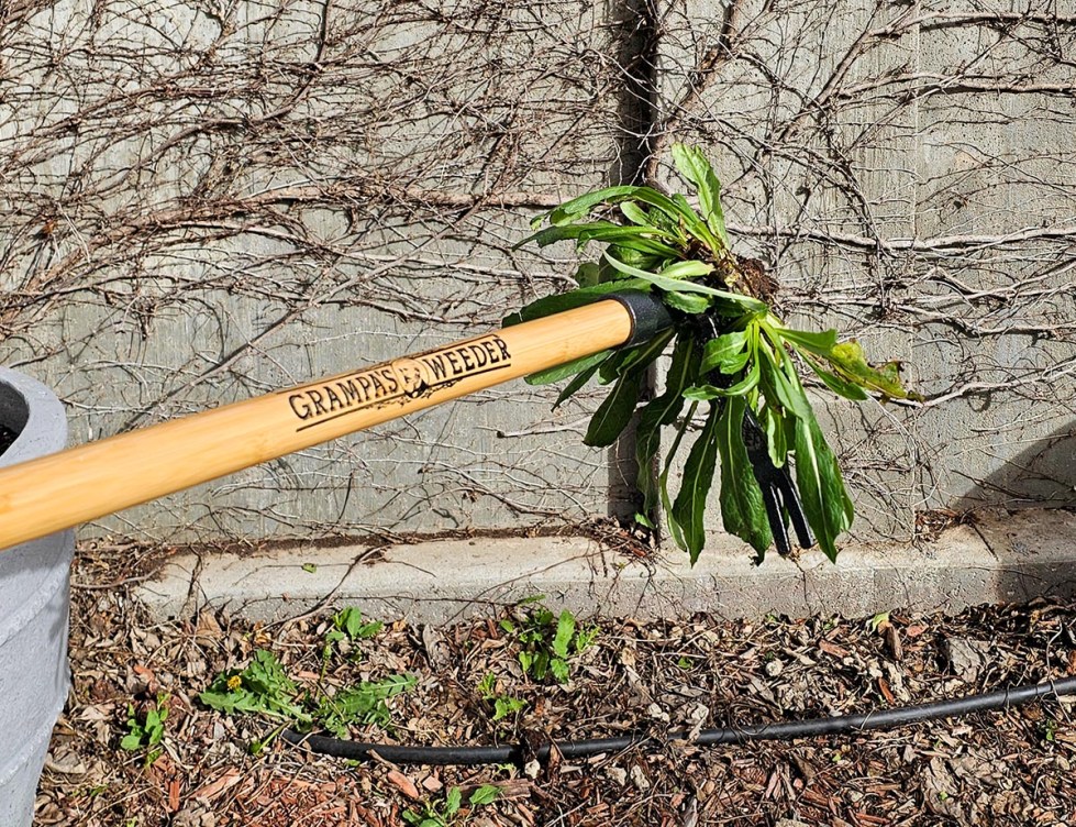 The Best Stand-Up Weeders of 2026, Tested by Experts