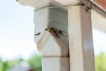 How to Get Rid of Wasps With Vinegar