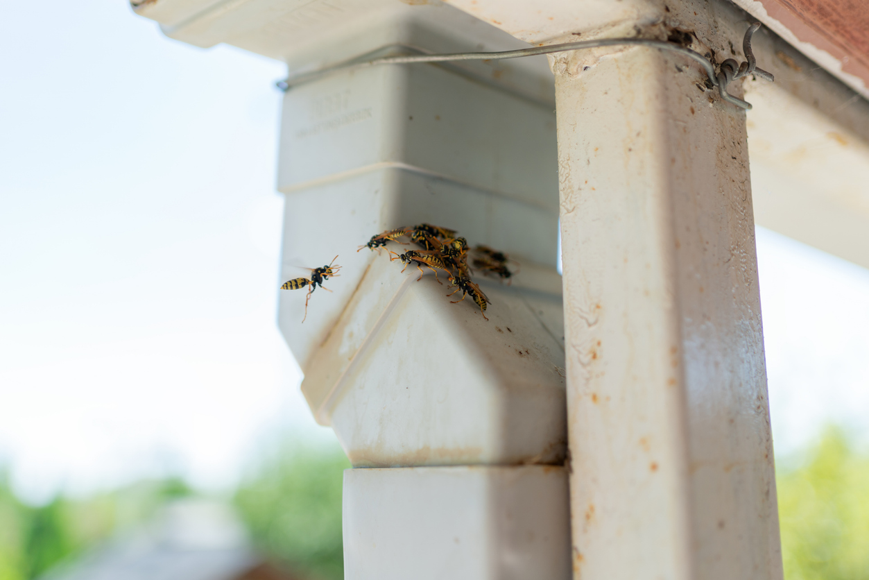 How to Get Rid of Wasps With Vinegar