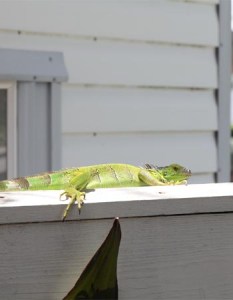 How to Get Rid of Iguanas Humanely and Safely