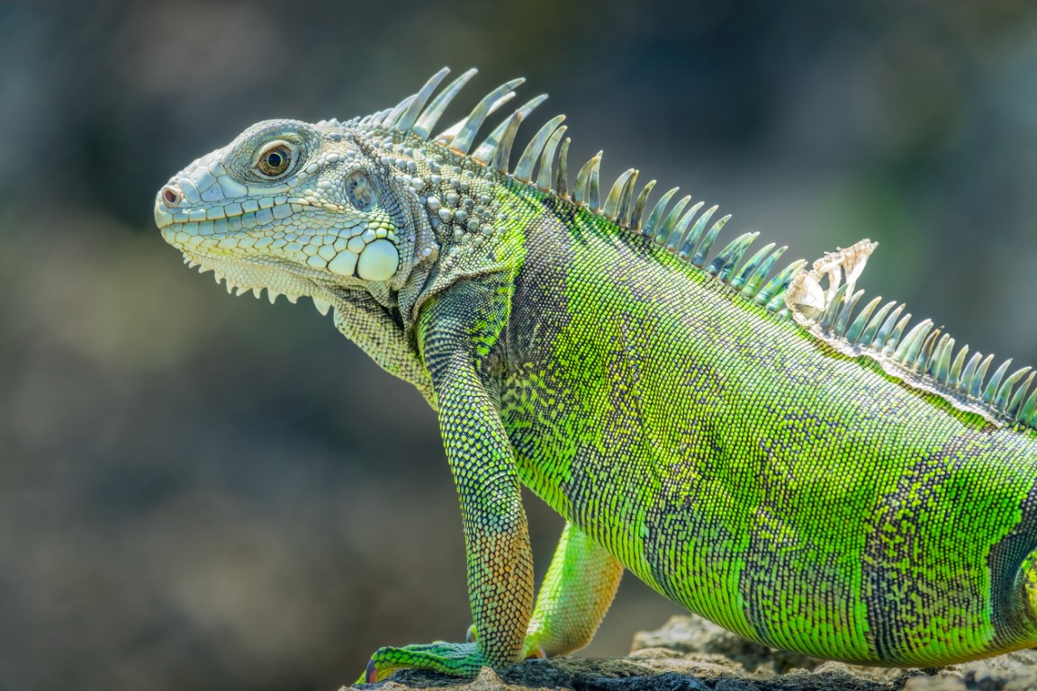 How to Get Rid of Iguanas Humanely and Safely