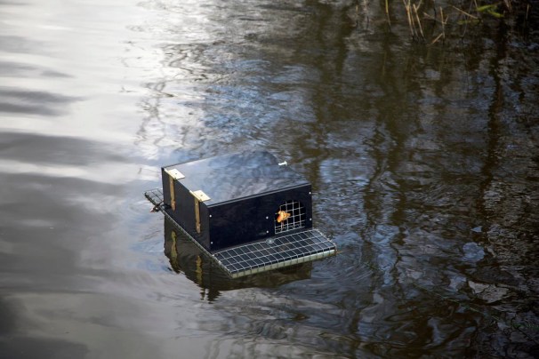 How to Get Rid of Muskrats in 7 Steps—And When to Call a Pro