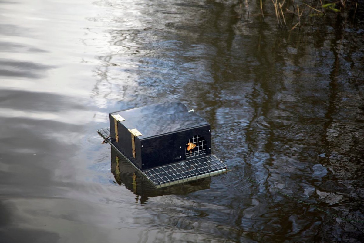 How to Get Rid of Muskrats in 7 Steps—And When to Call a Pro