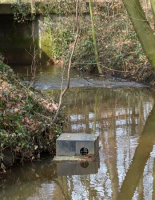 How to Get Rid of Muskrats in 7 Steps—And When to Call a Pro