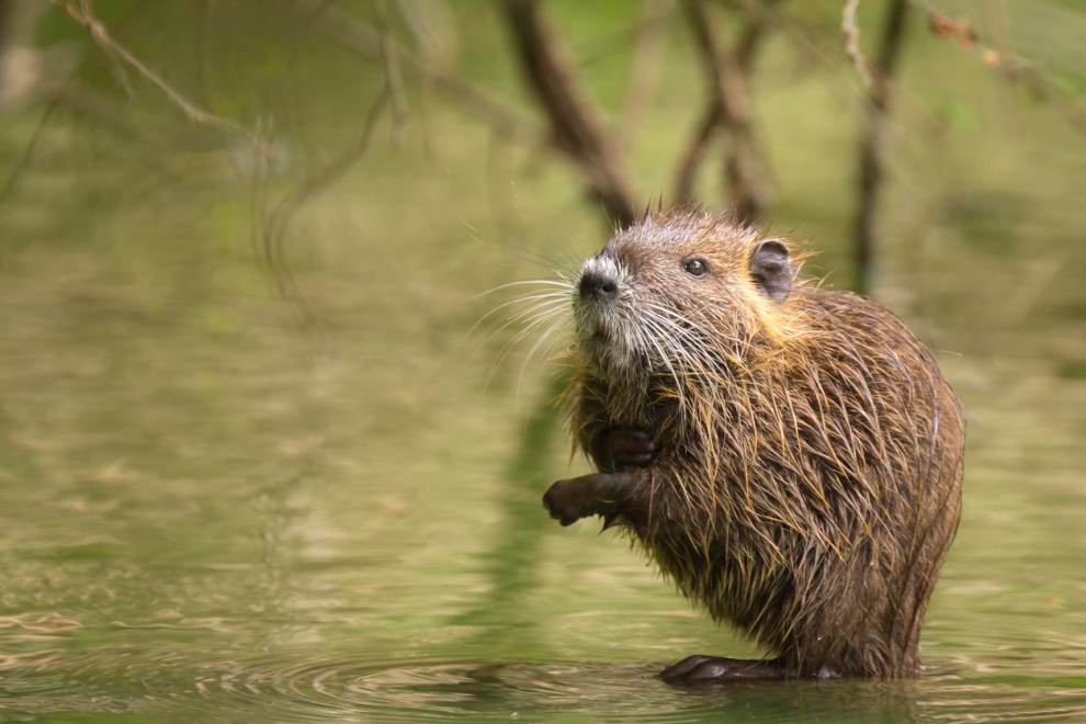 How to Get Rid of Muskrats in 7 Steps—And When to Call a Pro