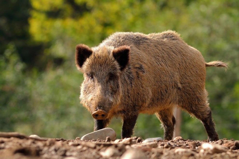 Not Wild About Wild Hogs? Here Are 7 Ways to Keep Them Out of Your Yard