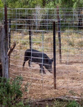 Not Wild About Wild Hogs? Here Are 7 Ways to Keep Them Out of Your Yard