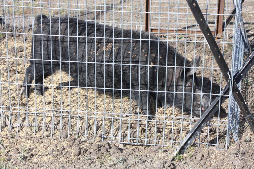 Not Wild About Wild Hogs? Here Are 7 Ways to Keep Them Out of Your Yard