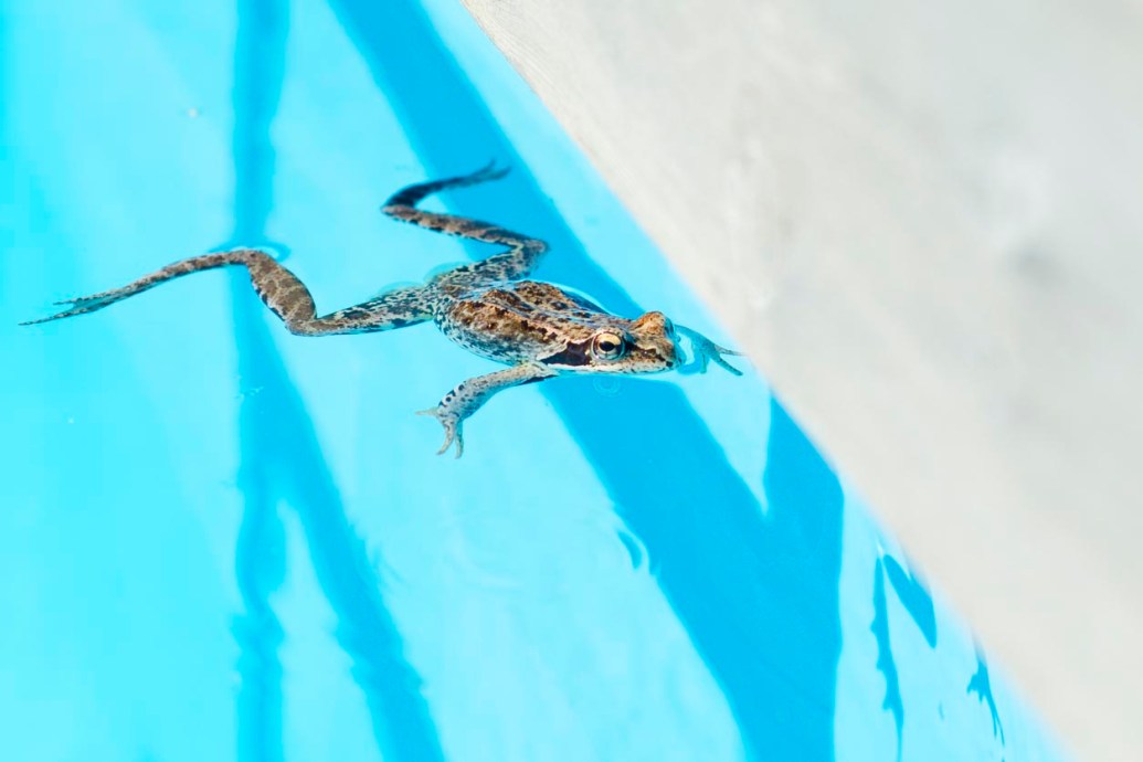 10 Ways to Keep Frogs Out of Your Pool