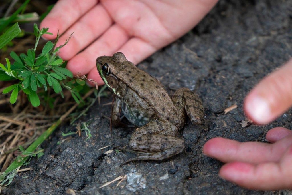 10 Ways to Keep Frogs Out of Your Pool