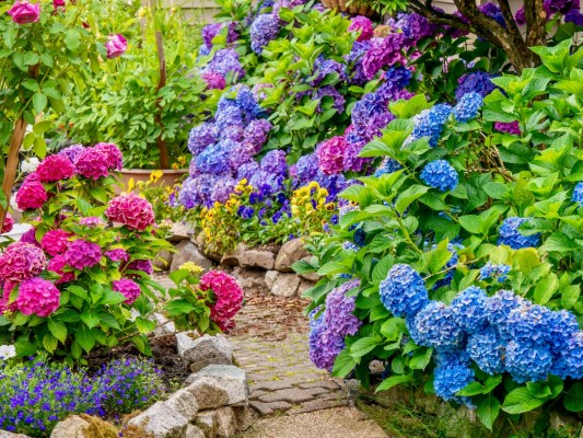 11 Romantic Plants to Add to Your Garden This Year