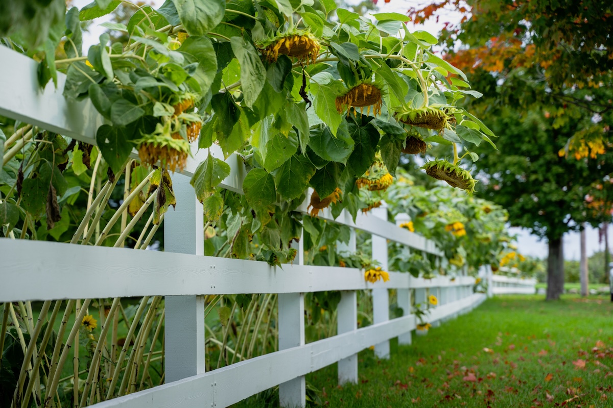 How to Grow Sunflowers (and Harvest Their Seeds)