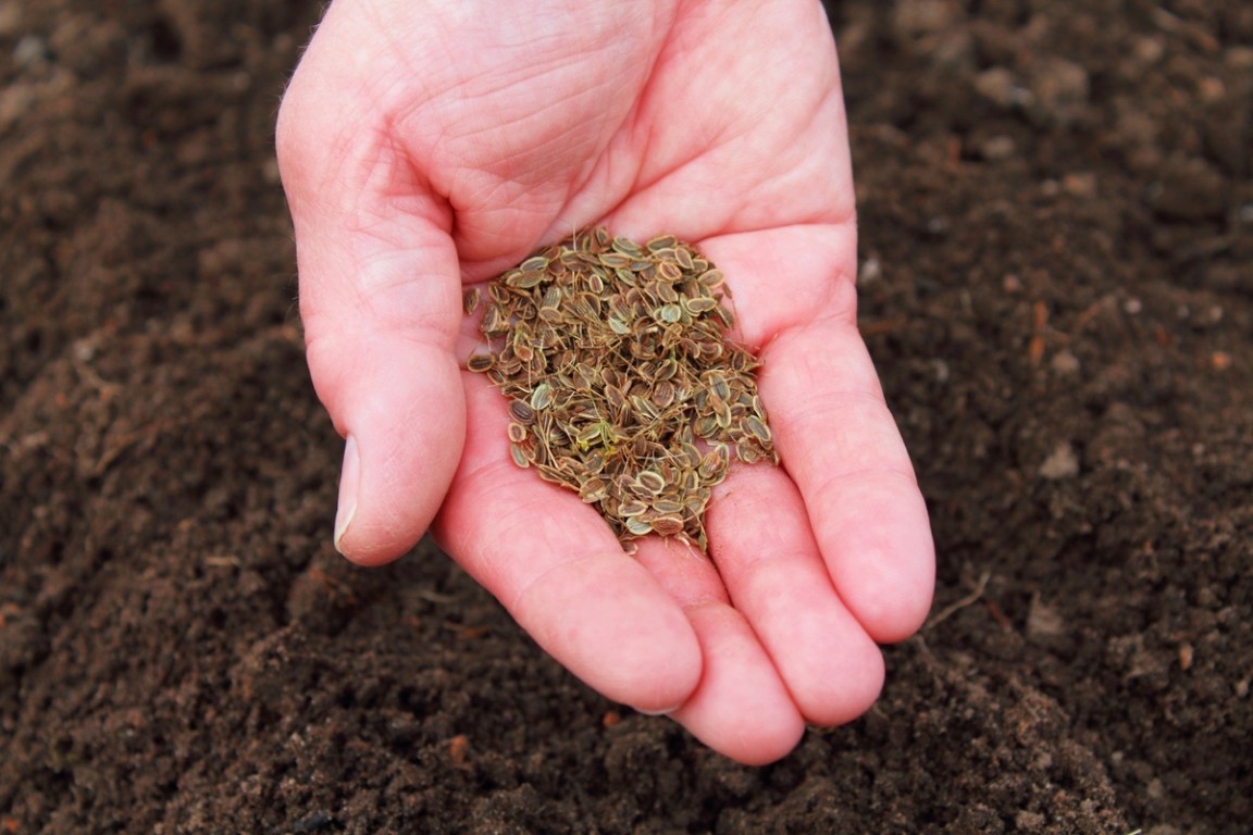 How to Grow Dill Successfully in Your Home Garden