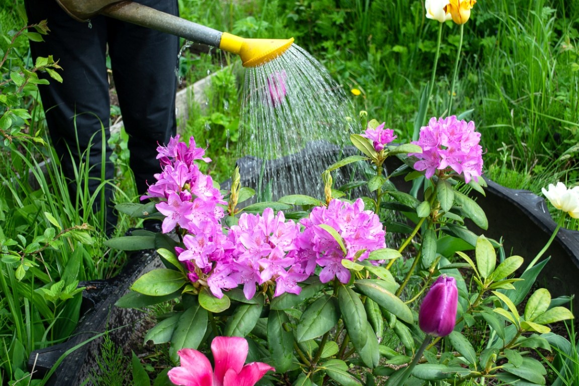 How to Grow Rhododendron in Your Home Landscape