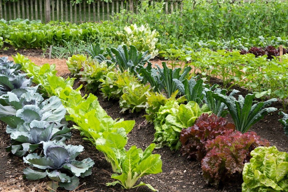 How to Lay Out a Vegetable Garden for the Best Possible Harvest