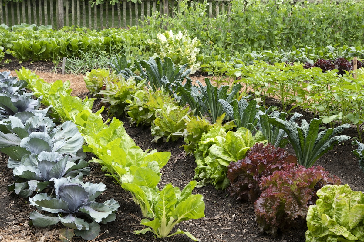 How to Lay Out a Vegetable Garden for the Best Possible Harvest