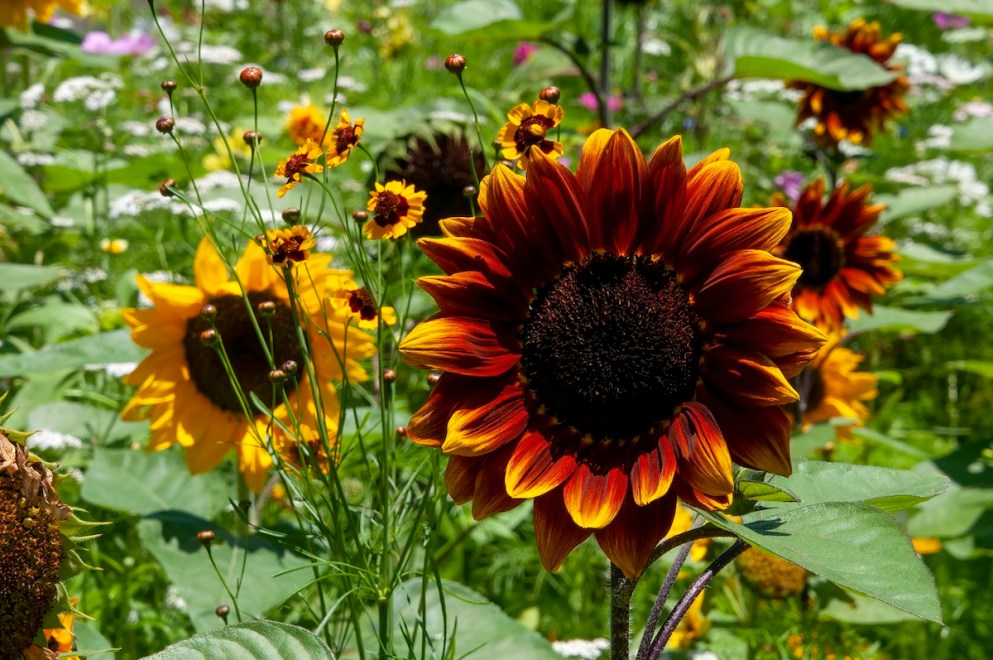 How to Grow Sunflowers (and Harvest Their Seeds)