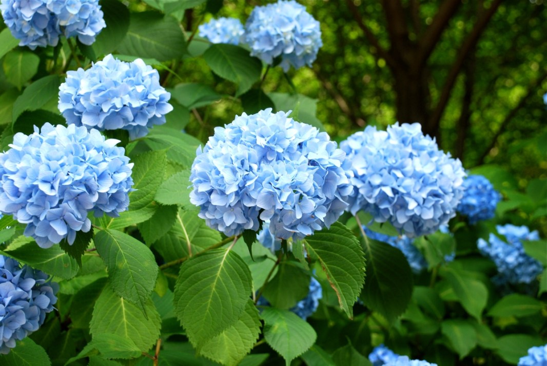 11 Romantic Plants to Add to Your Garden This Year