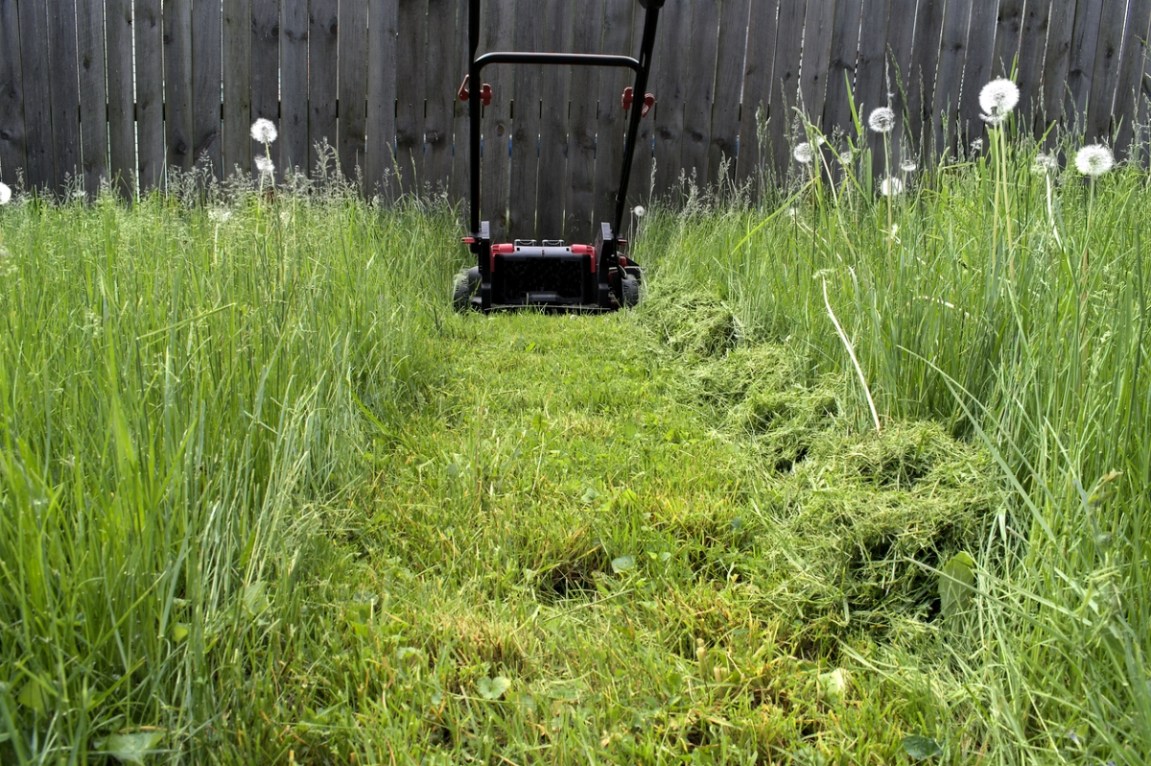 No Mow May Comes to an End, But What About a Low-Mow Summer?
