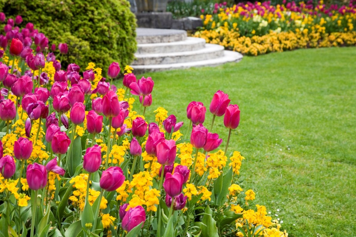 No Mow May Comes to an End, But What About a Low-Mow Summer?
