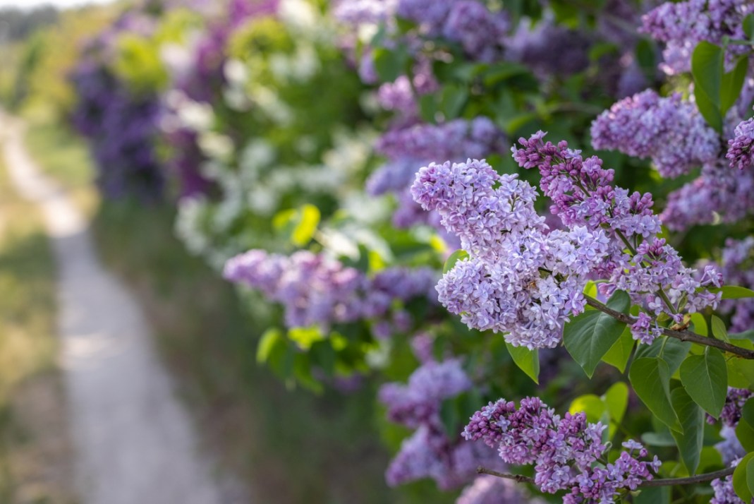 11 Romantic Plants to Add to Your Garden This Year